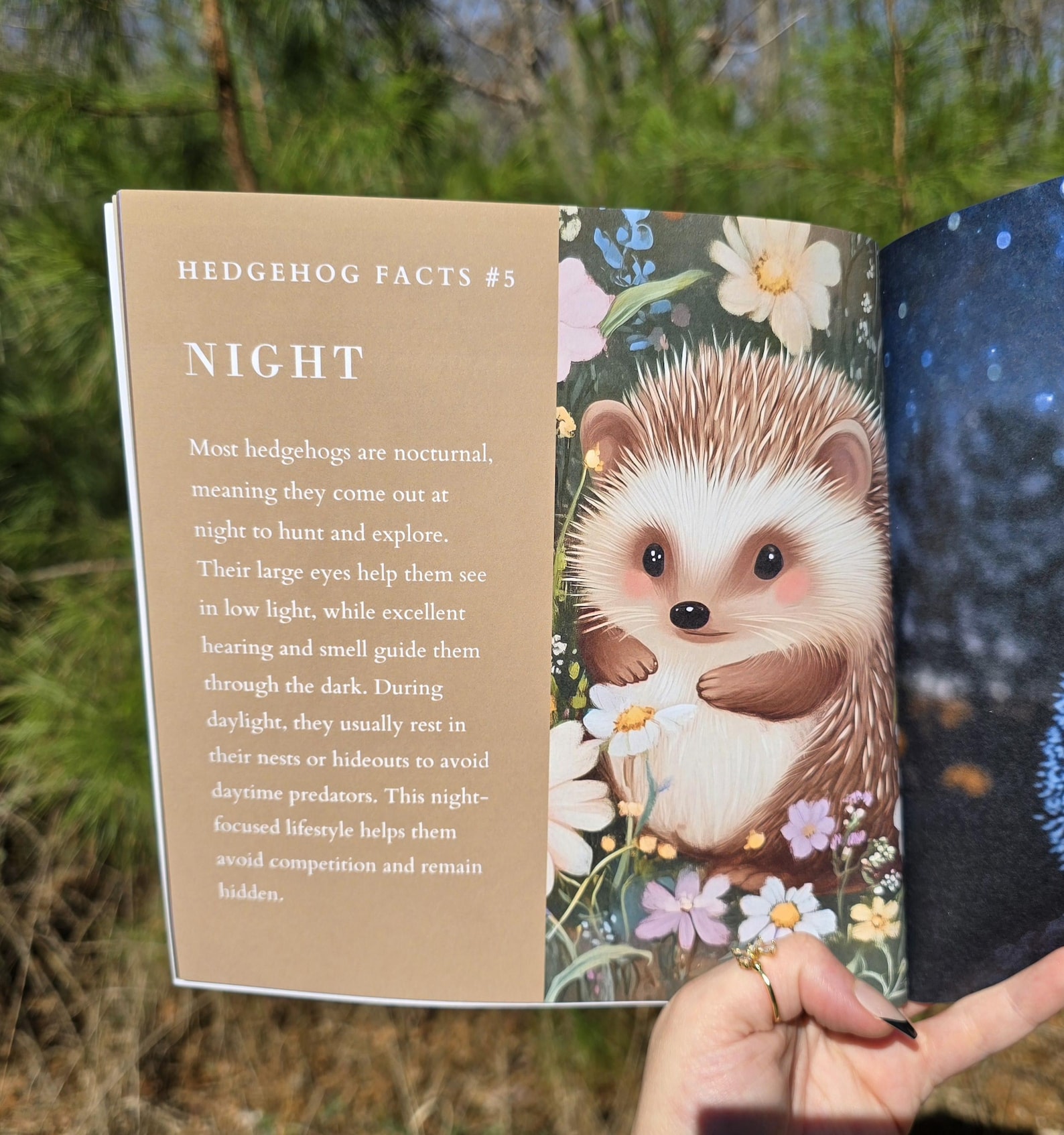 Little Hedgehog | Wildlife in Bloom Series Picture Book Children ...