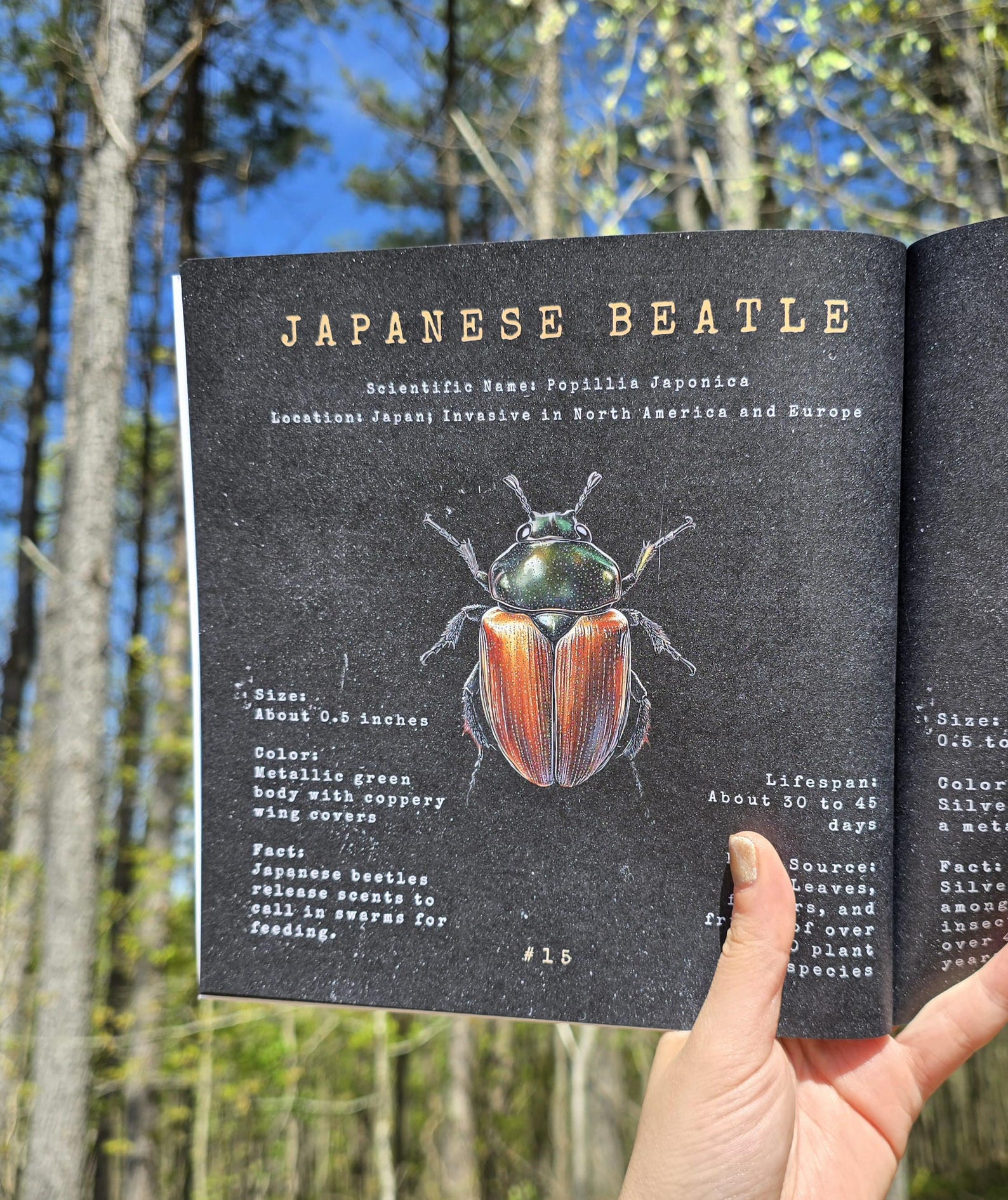 The World of Bugs | Bug Picture Book Kids Children Elementary School ...