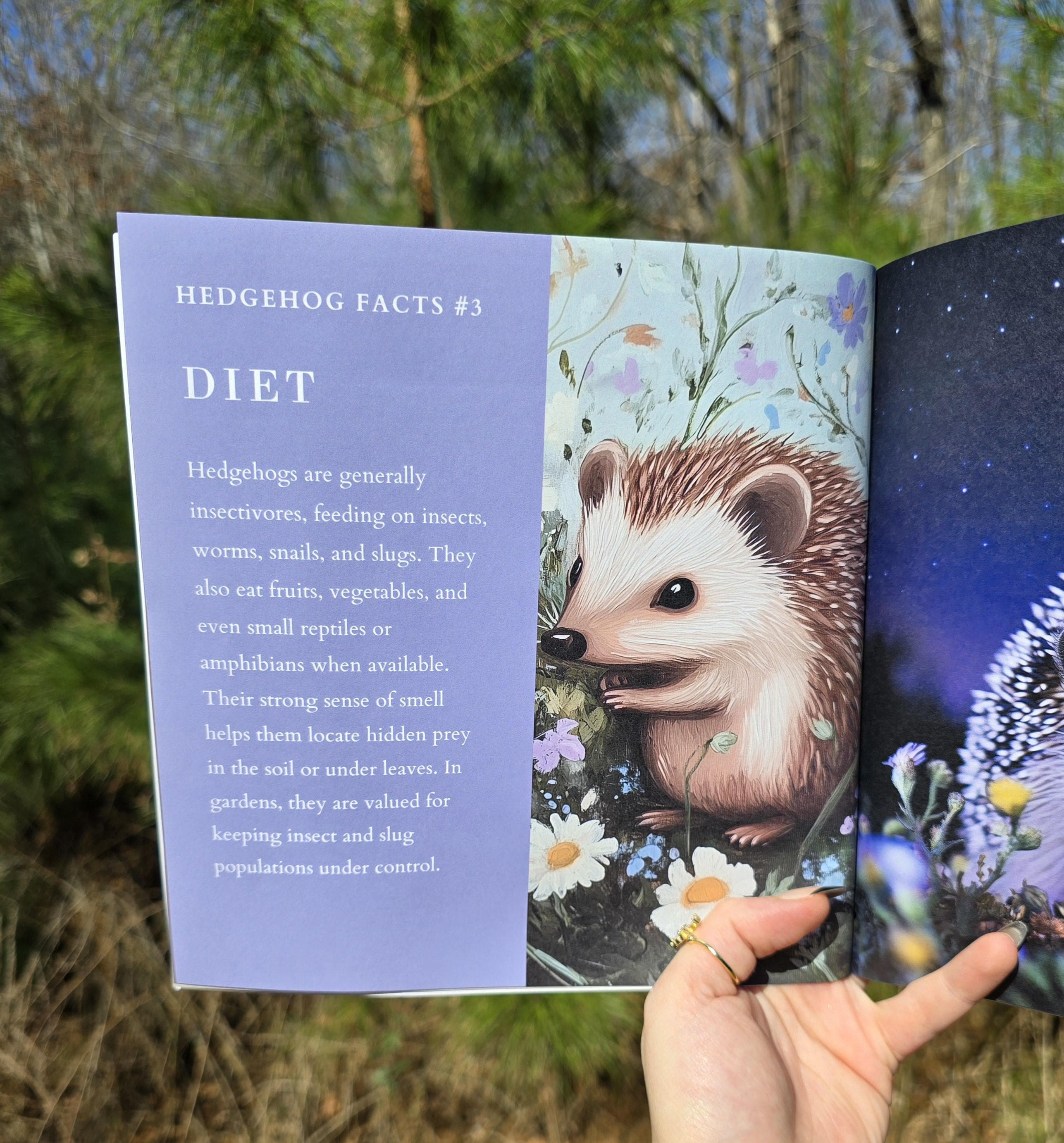 Little Hedgehog | Wildlife in Bloom Series Picture Book Children ...