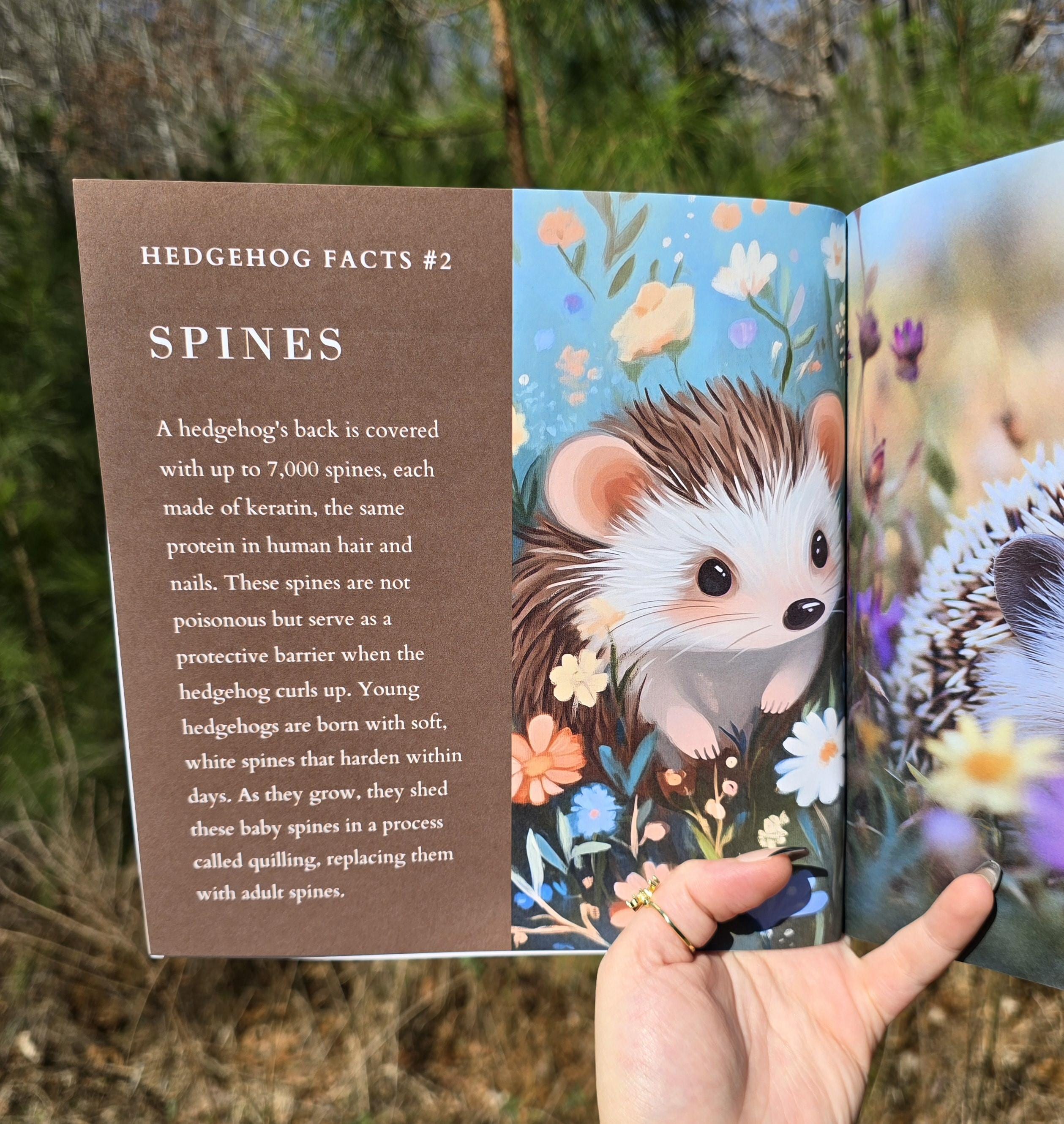 Little Hedgehog | Wildlife in Bloom Series Picture Book Children ...