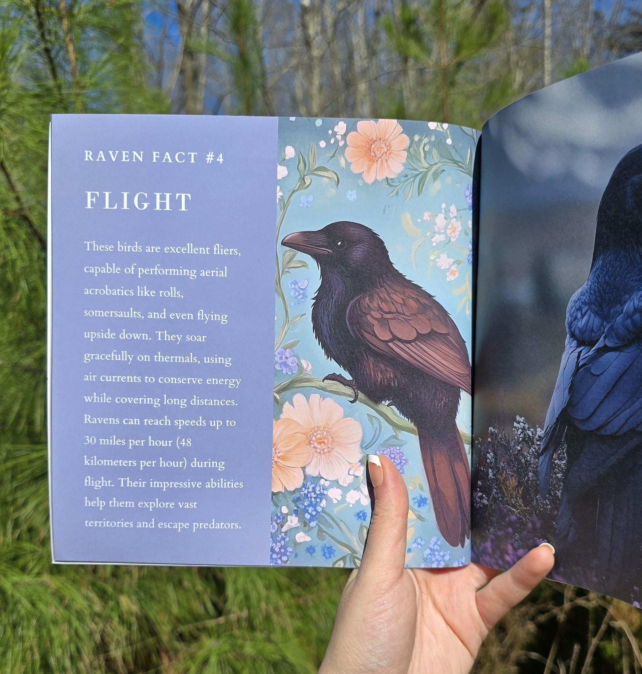 Little Raven | Wildlife in Bloom Series Picture Book Children Magical ...