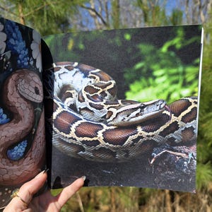 Little Snake | Wildlife in Bloom Series Picture Book Children Magical ...
