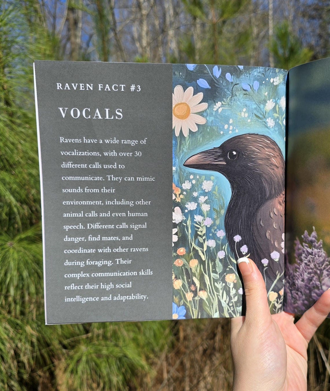 Little Raven | Wildlife in Bloom Series Picture Book Children Magical ...