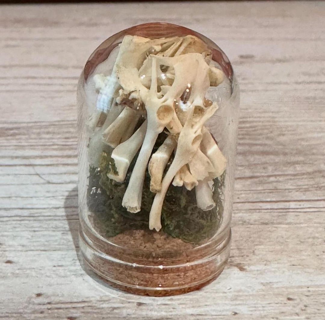 Assorted Vole Bones - Etsy