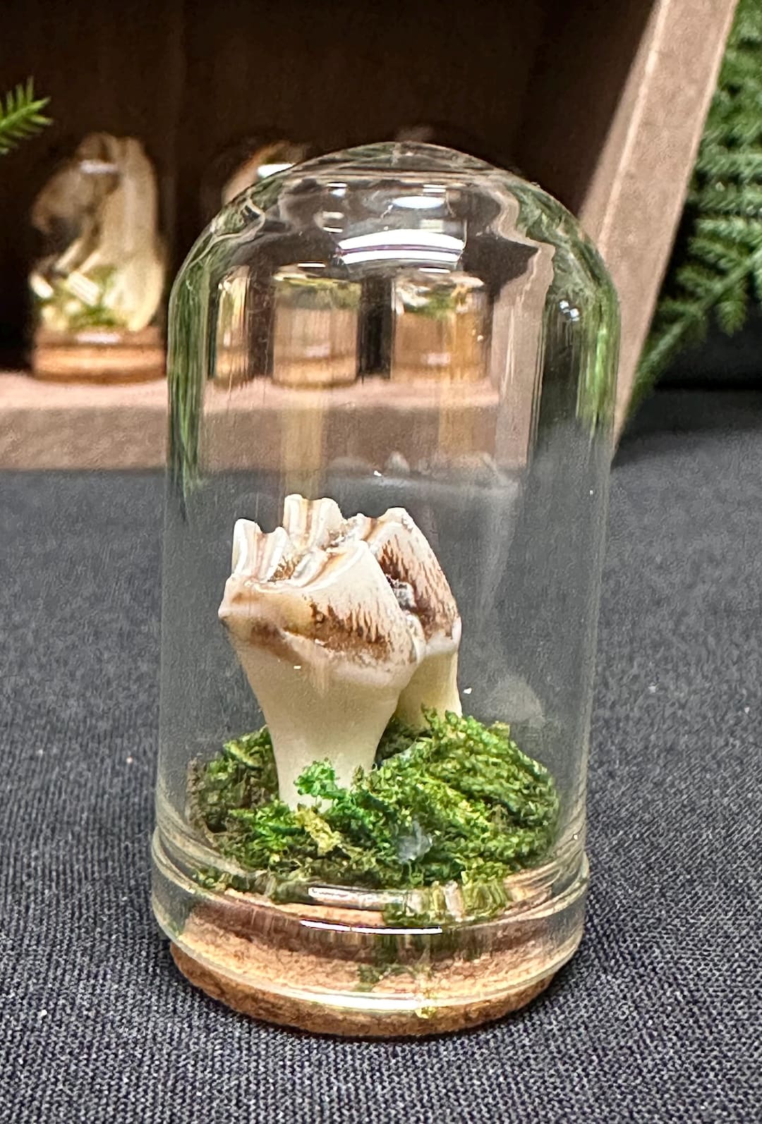 Deer Tooth / Glass Cloche/ Bell Jar / Oddities Collection - Etsy