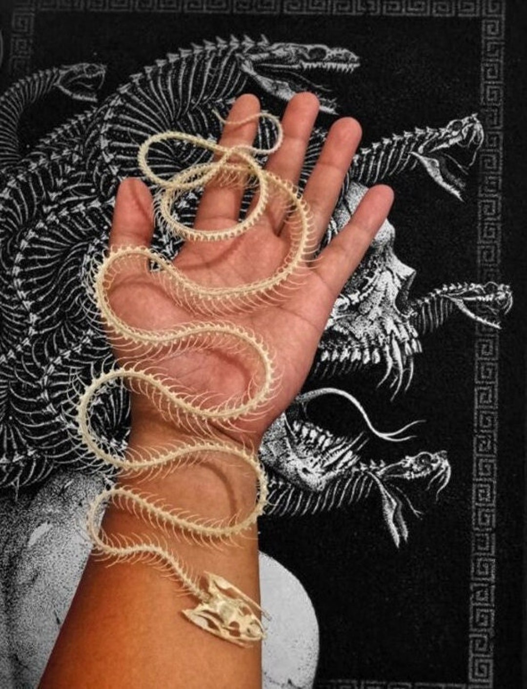 Animal Taxidermy Real Snake Skeleton Skull Animal Specimens About 35 ...