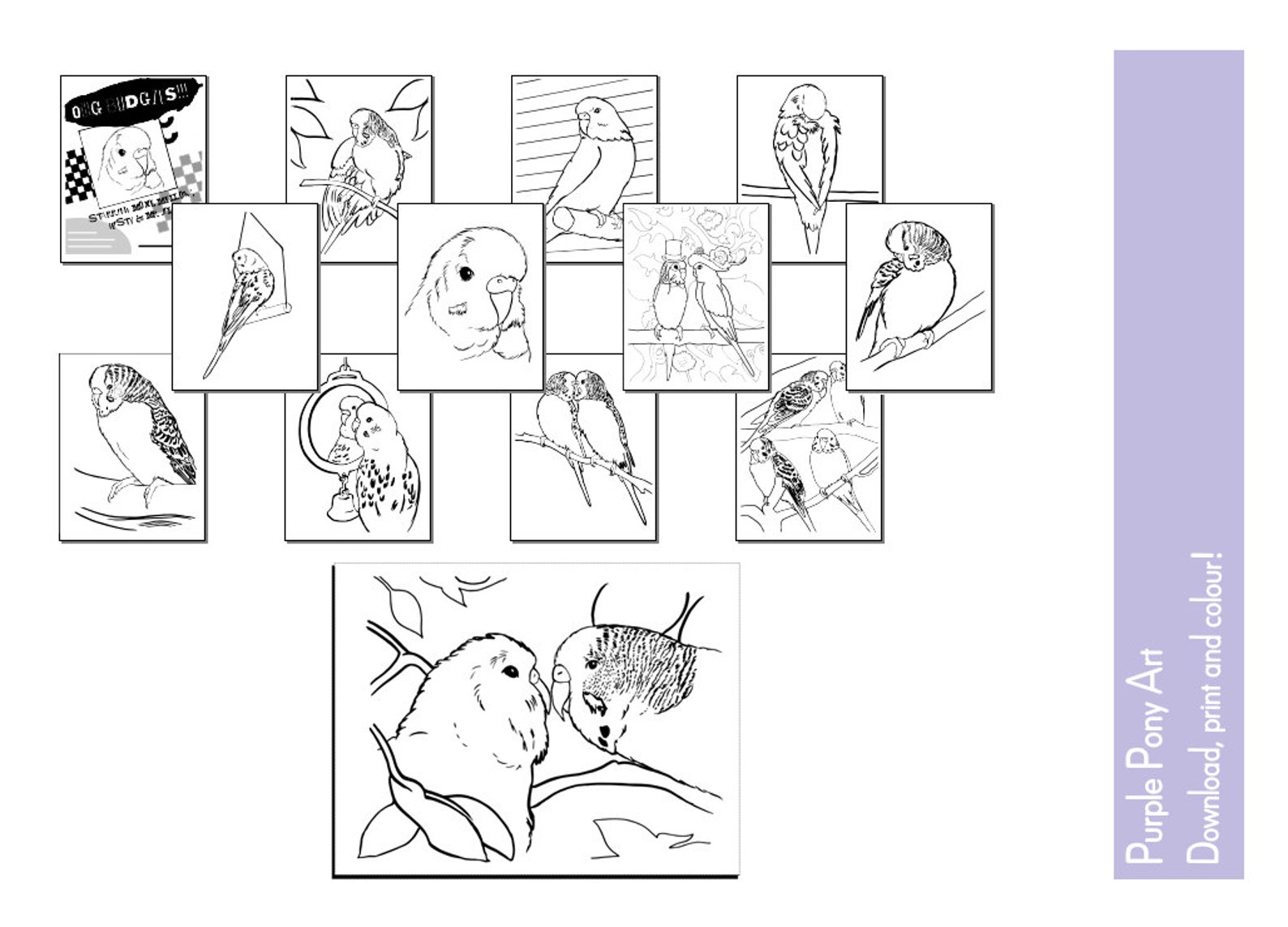 Budgies Coloring Book Printable PDF, Bird Colouring Book, Instant ...