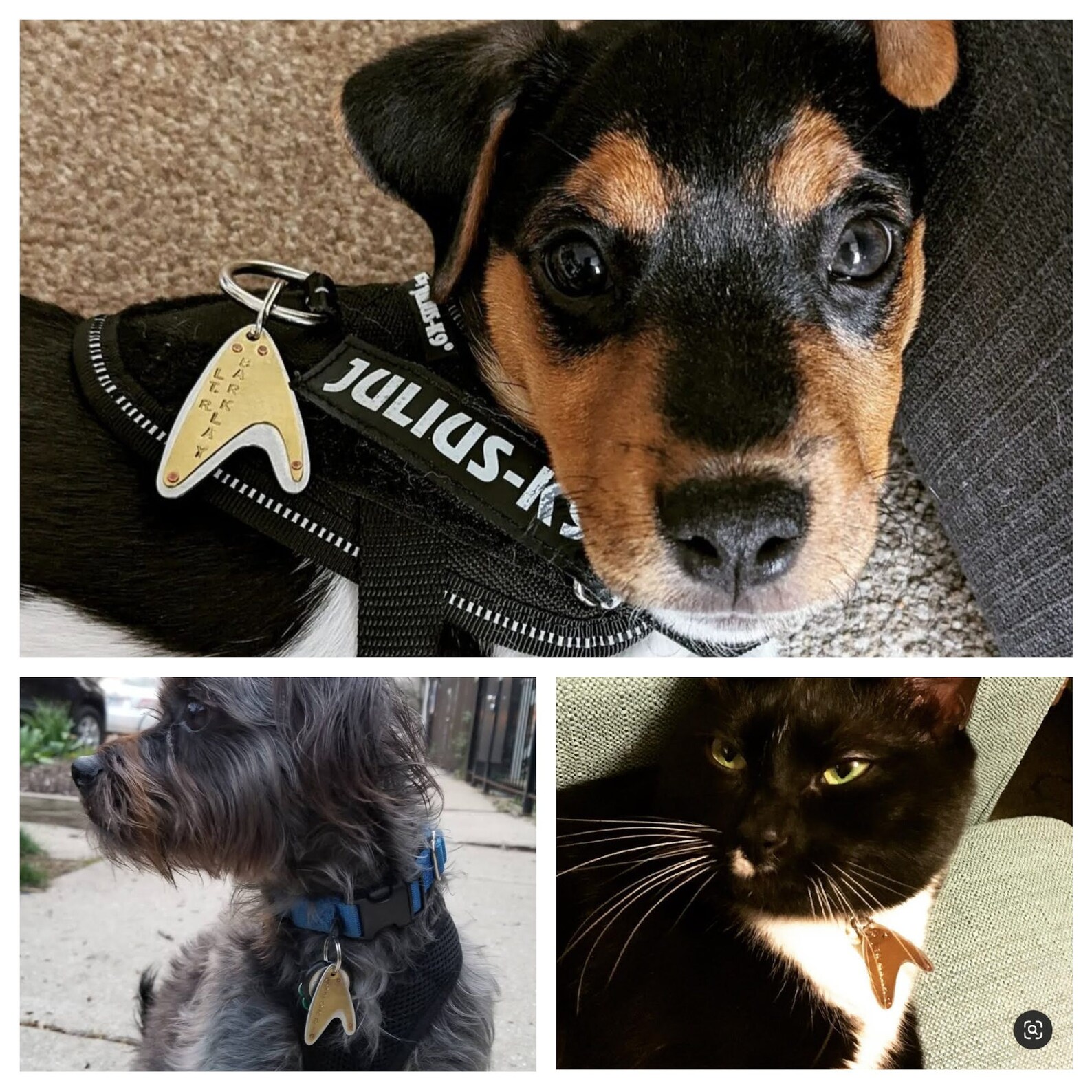 Star Trek Picard Number 1 Pet Tag - Etsy