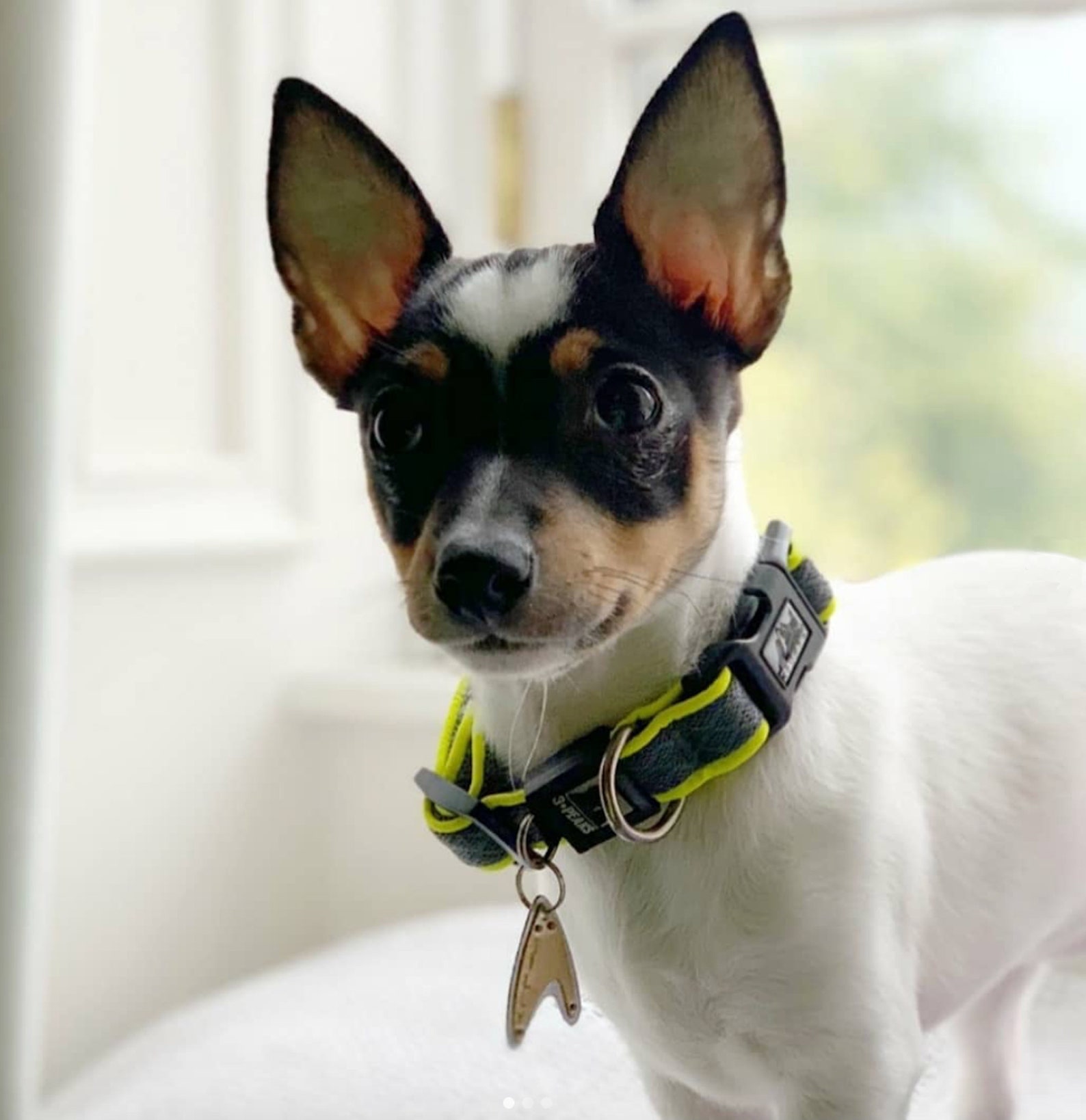 Star Trek Picard Number 1 Pet Tag - Etsy