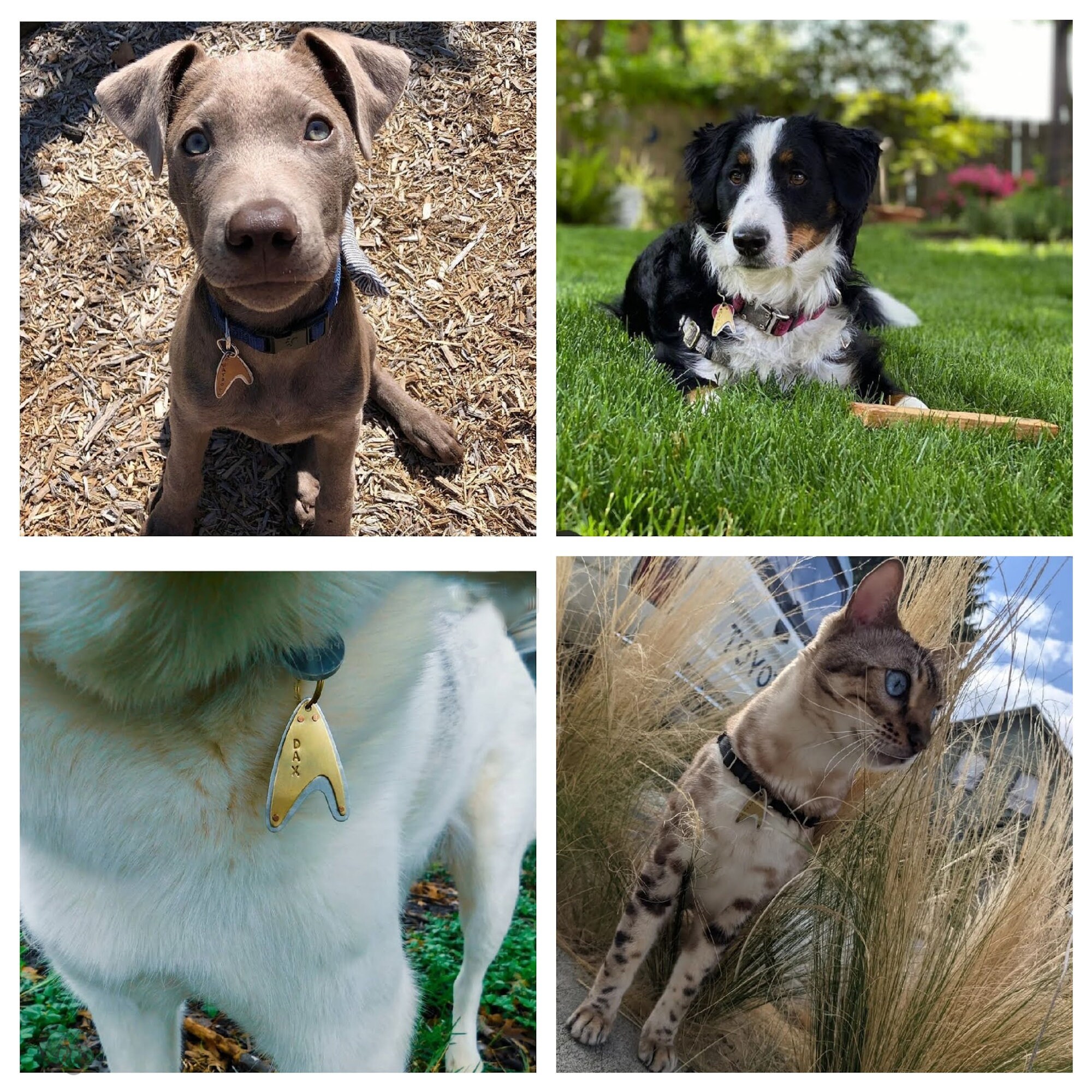 Star Trek Picard Number 1 Pet Tag - Etsy