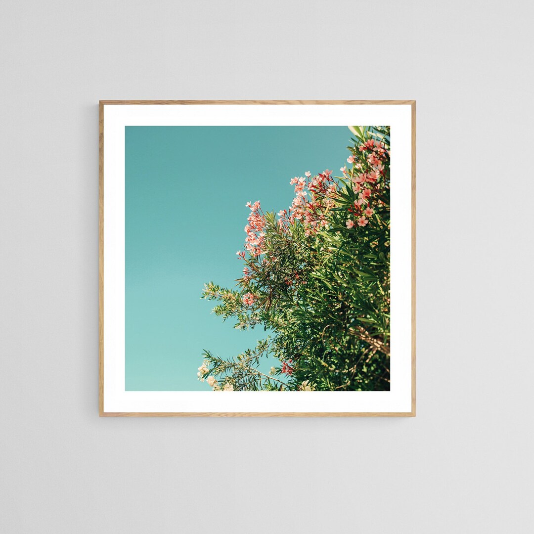 Oleander Photograph Botanical Art Print Floral Photograph - Etsy