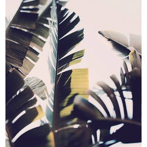 Boho Palm Tree Print, Banana Leaf Art, Tropical Art, Travel Photograph ...