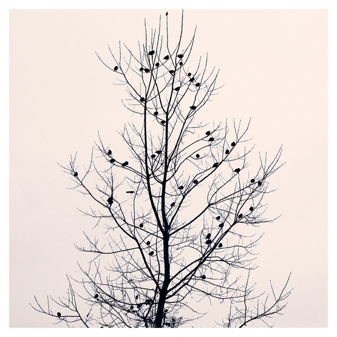 Bird Print, Nature Photography, Bird Watching Art, Tree Photograph ...