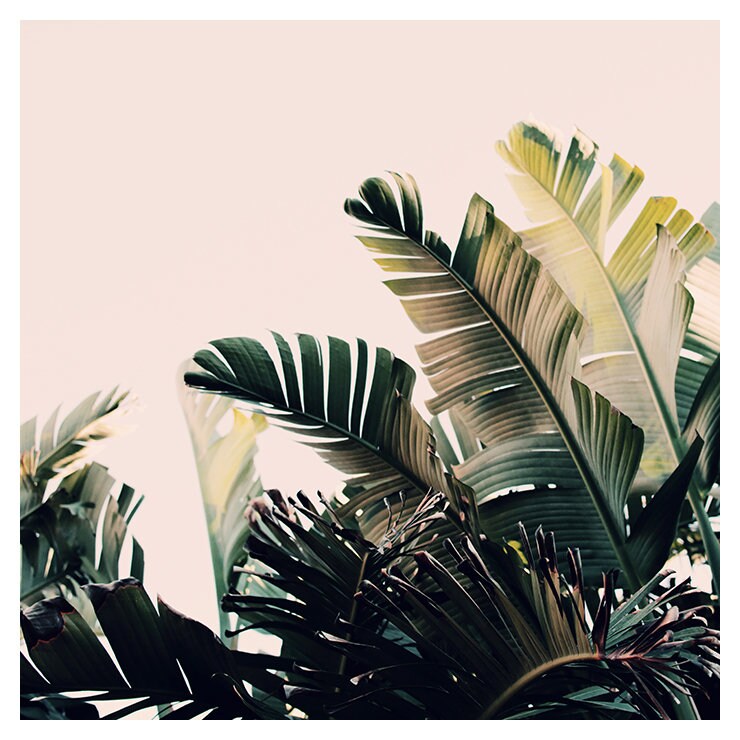Palm Tree Print, Paradise 4, Boho Art, Green Leaf Print, Banana Leaf ...