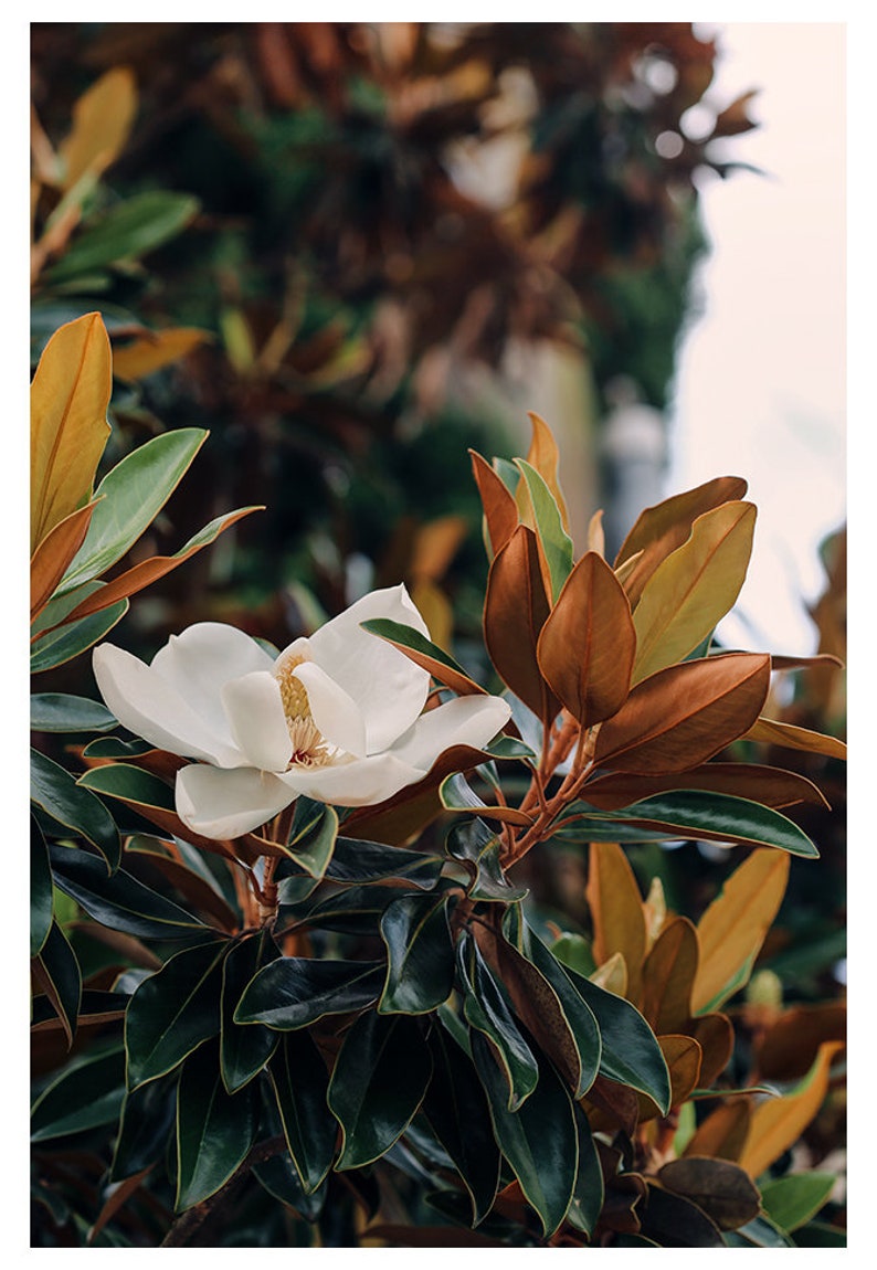 Magnolia Tree Photograph, June Magnolia 3, Botanical Art, Flower Print ...