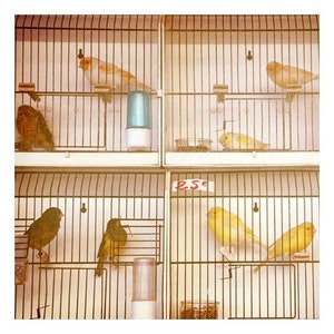 Paris Photography, French Photograph, Paris Print, Bird Art, Yellow Art ...