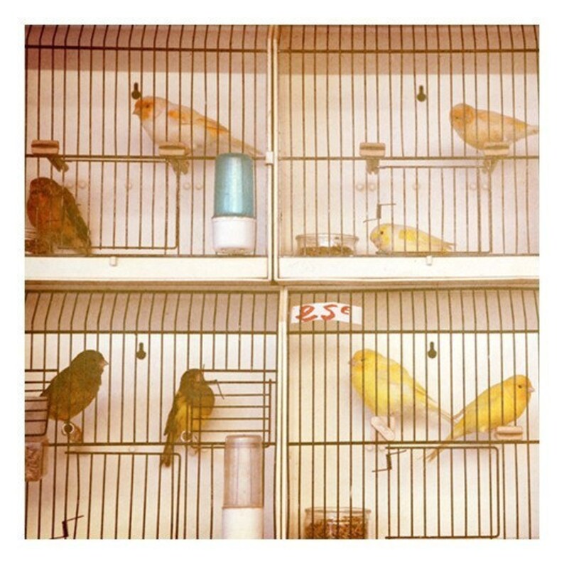 Paris Photography, French Photograph, Paris Print, Bird Art, Yellow Art ...