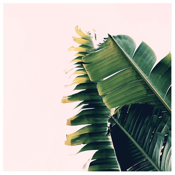 Boho Art, Palm Tree Print, Banana Split, Green Leaf Print, Banana Leaf ...