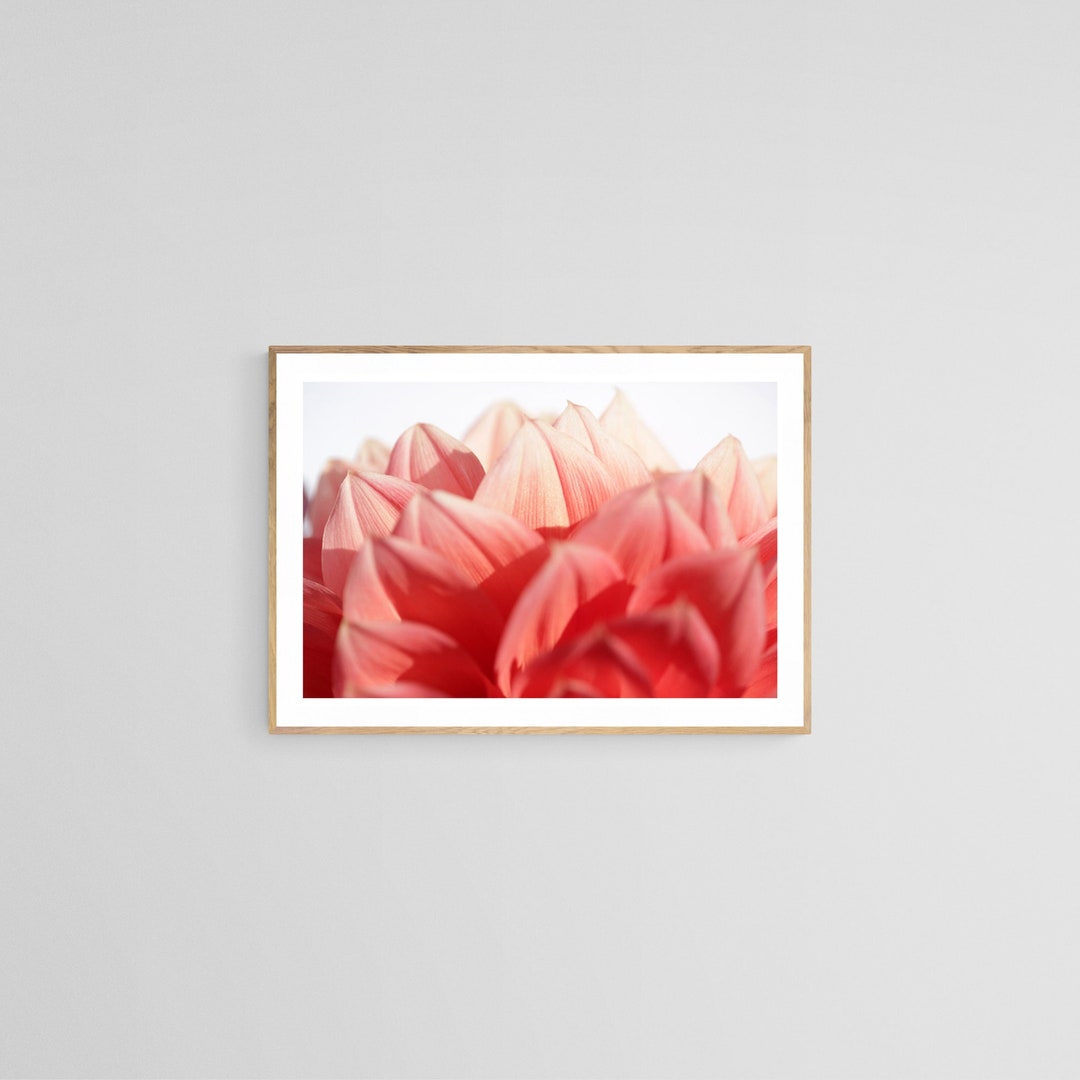 Dahlia Print, Floral Art, Botanical Art Print, Dahlia Photograph ...