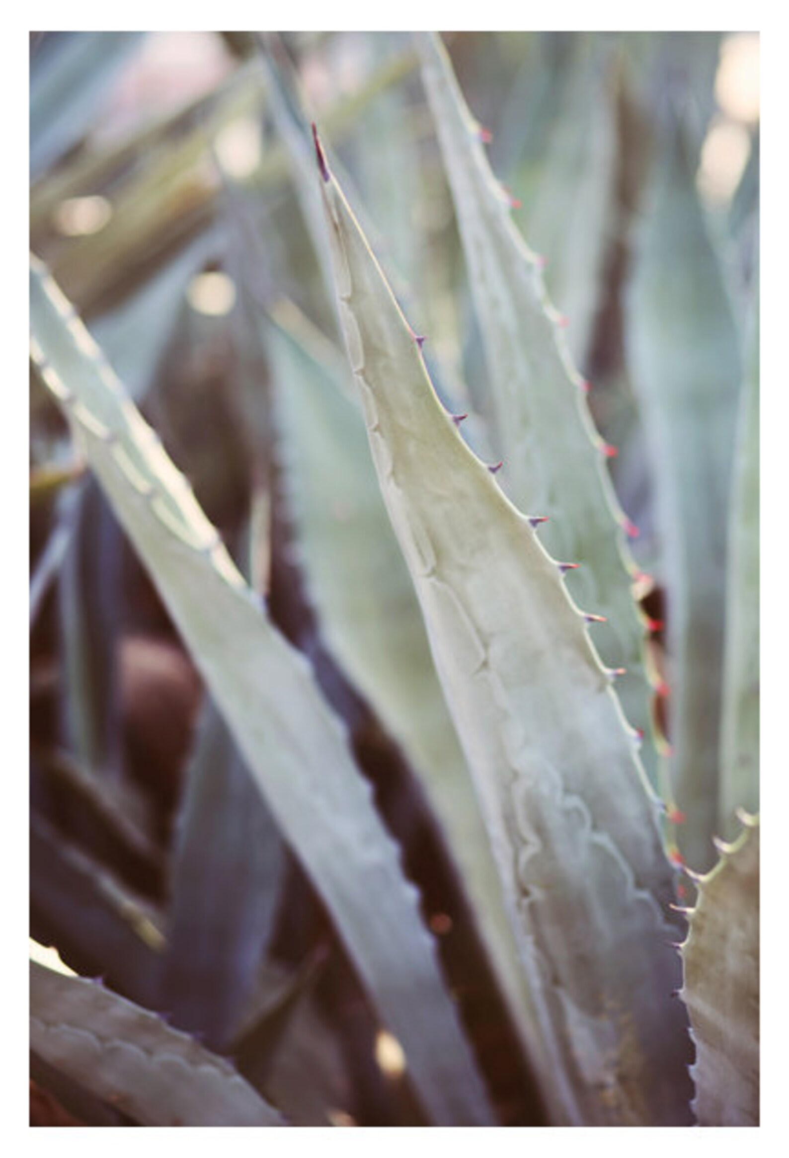 Agave Print Set Nature Photograph Succulent Photograph - Etsy