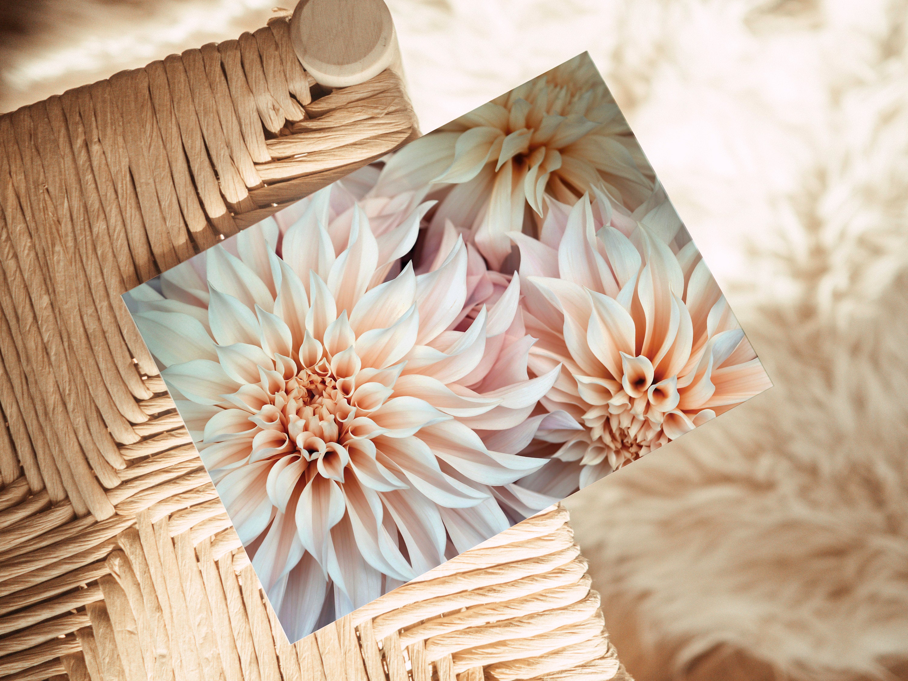 Dahlia Flower Note Card, Cafe Au Lait Dahlia Card, Dahlia Print Note ...