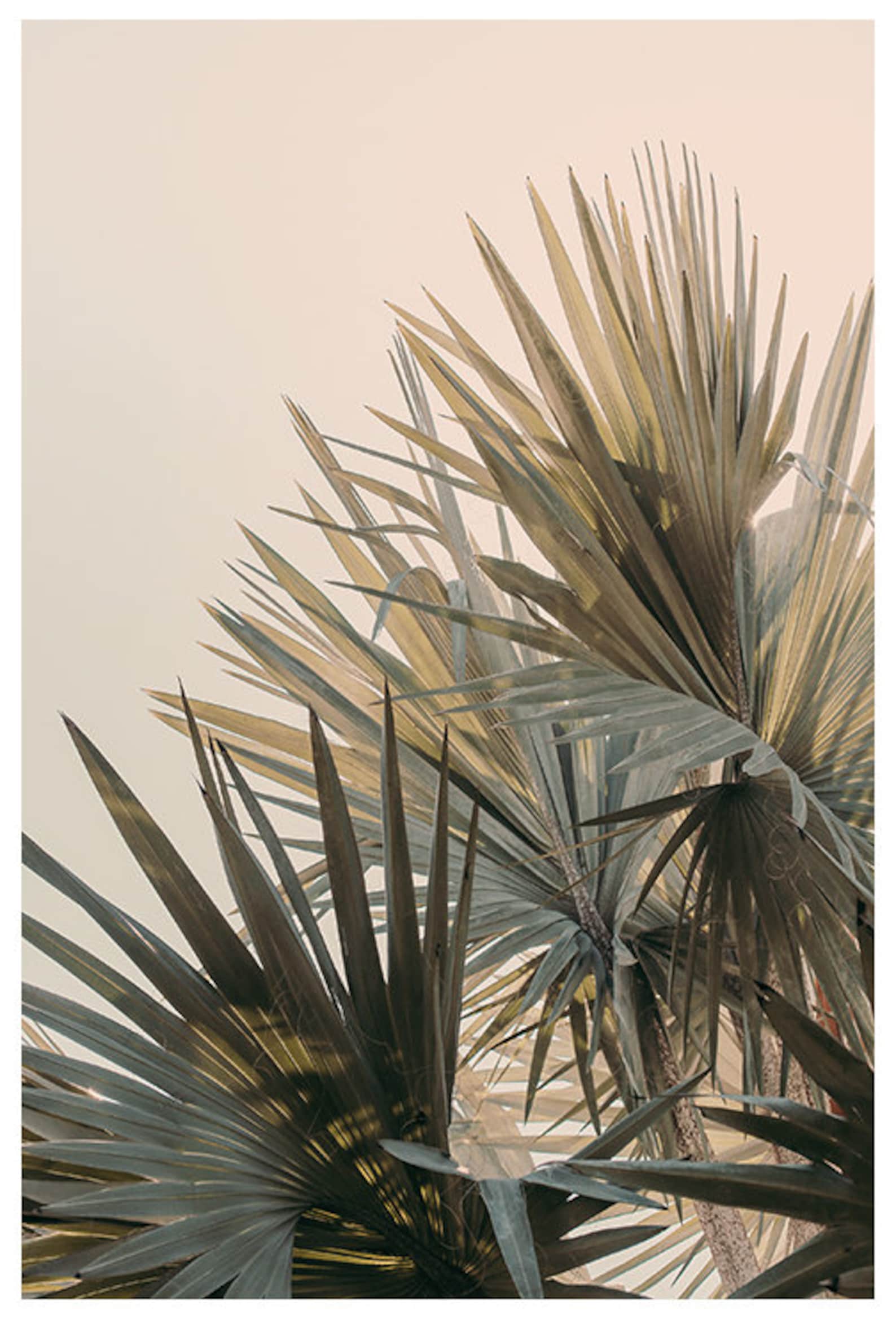 Palm Tree Print, Palm Glow, Tropical Art, Travel Photograph, Tropical ...