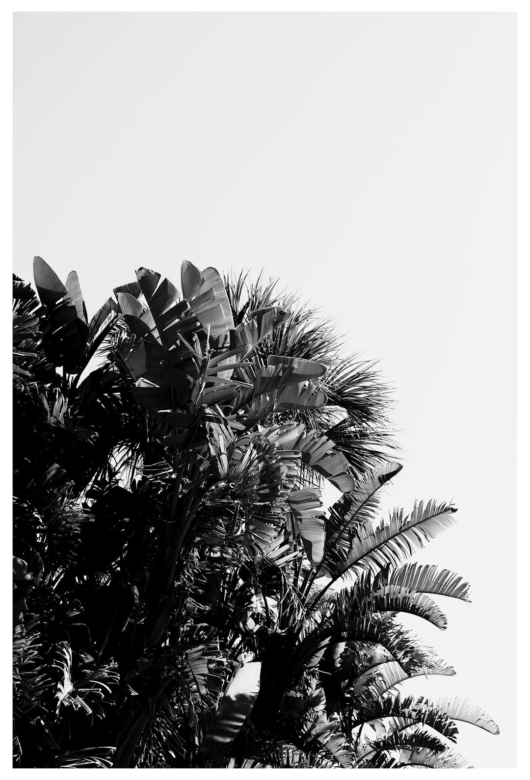 Palm Tree Print, Full Sun, Palm Tree Art, Black and White Photograph ...