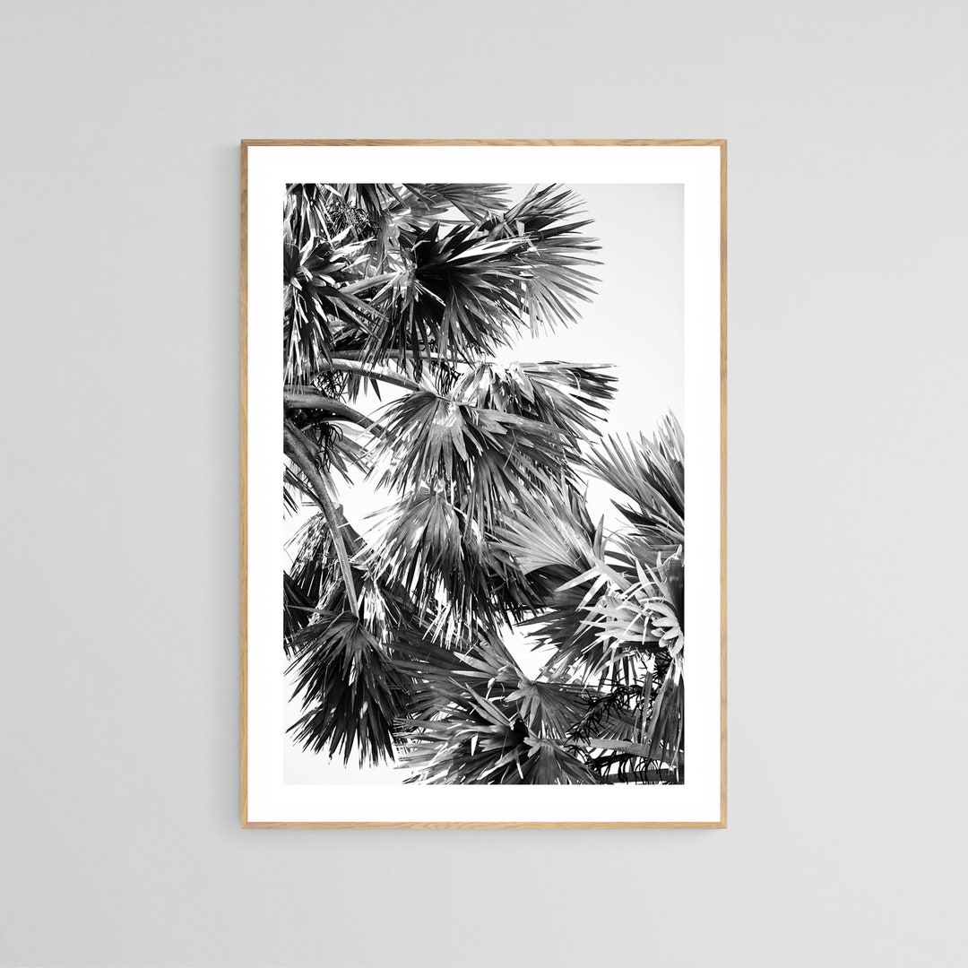 Black and White Palm Tree Print, No 17, Palm Tree Photo, Palm Tree Art ...