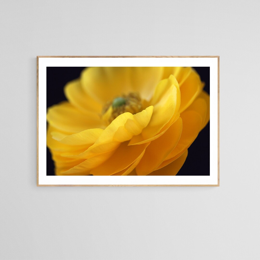 Ranunculus Art Print, Flower Art Print, Botanical Wall Art, Yellow ...