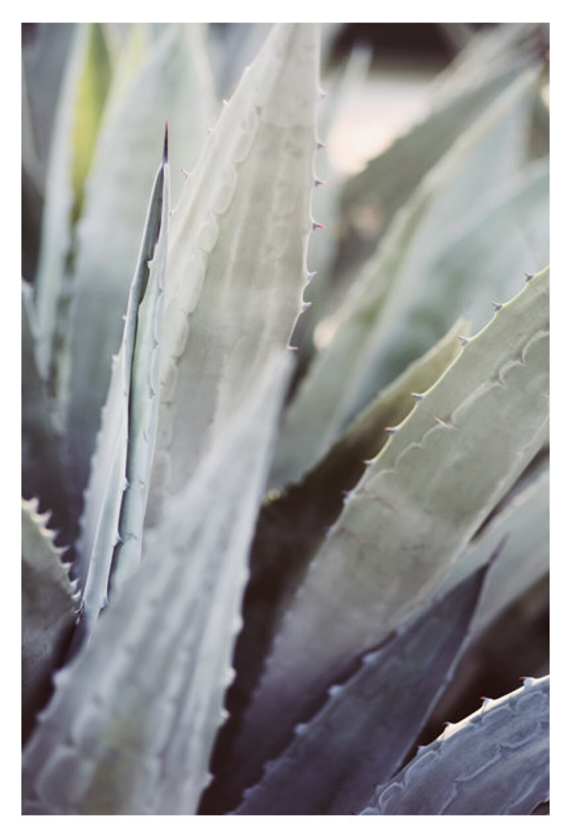 Agave Print, Succulent Print, Winter Agave 2, Botanical Print, Floral ...