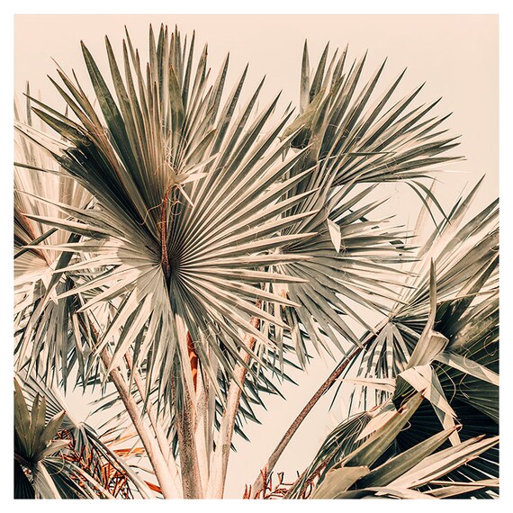 Palm Tree Print Tropical Art Palm Art Morning Star Fine | Etsy