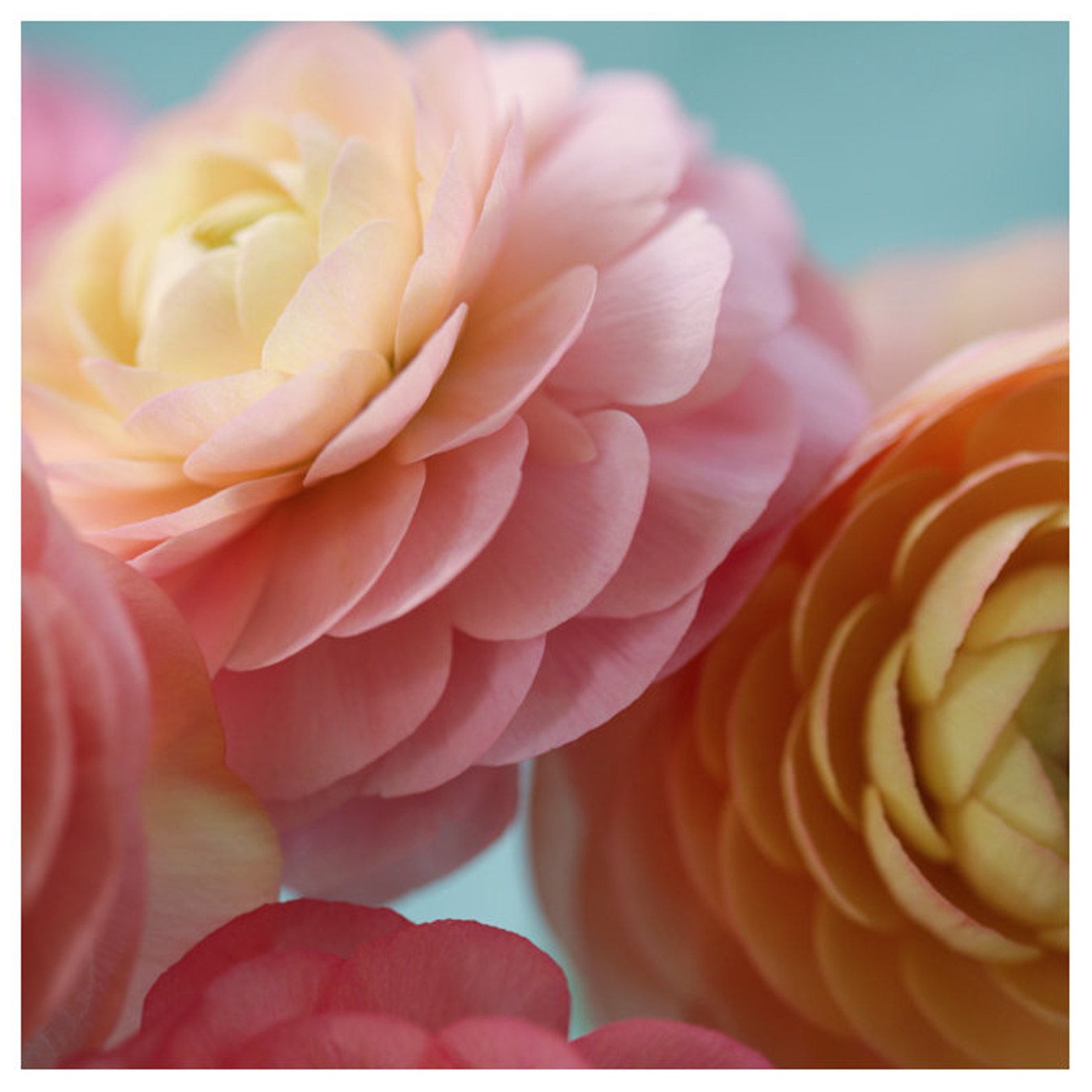 Flower Photograph, Ranunculus Print, Light From Within, Fine Art ...