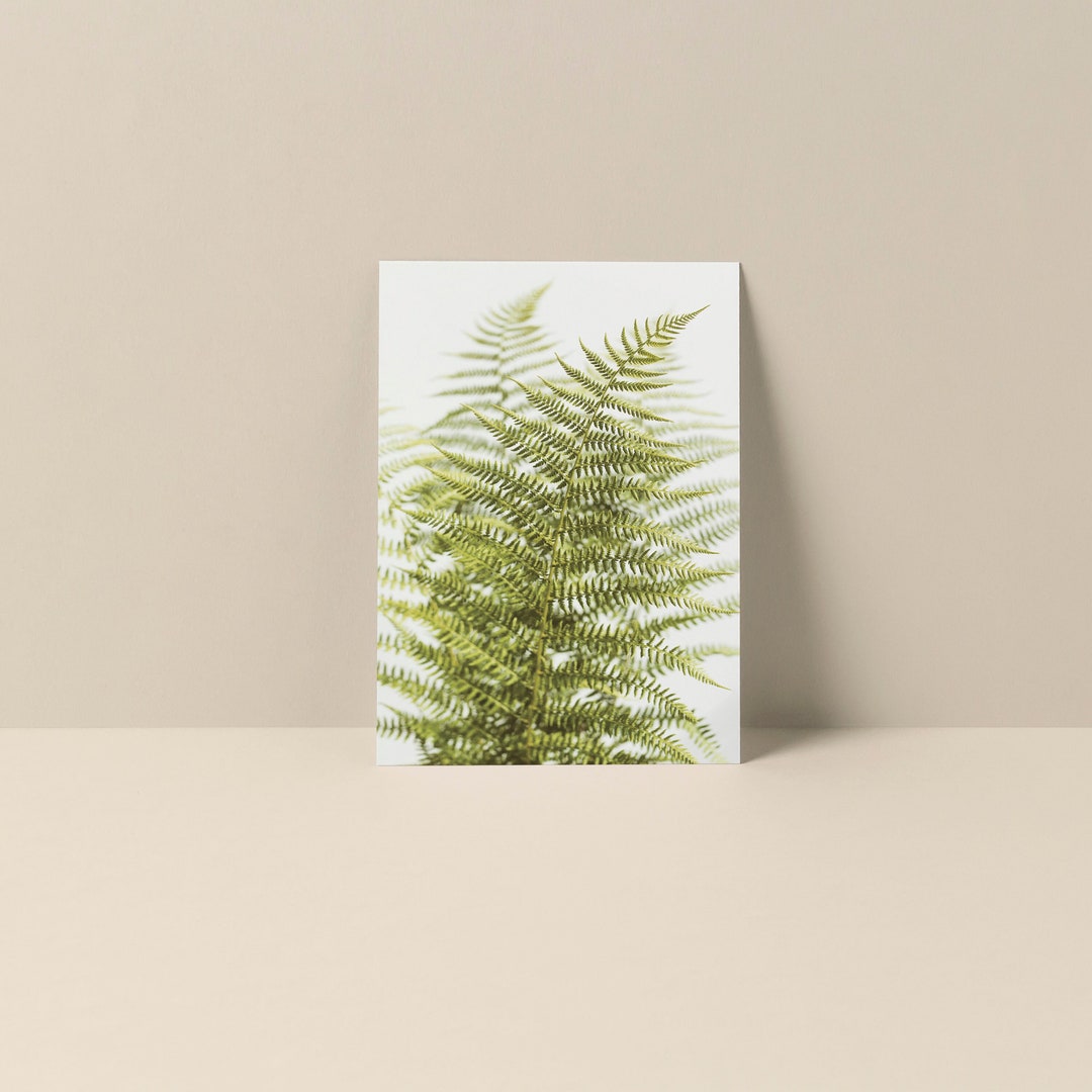 Fern Study Note Card, Fern Card, Fern Photograph, Botanical Note Card ...