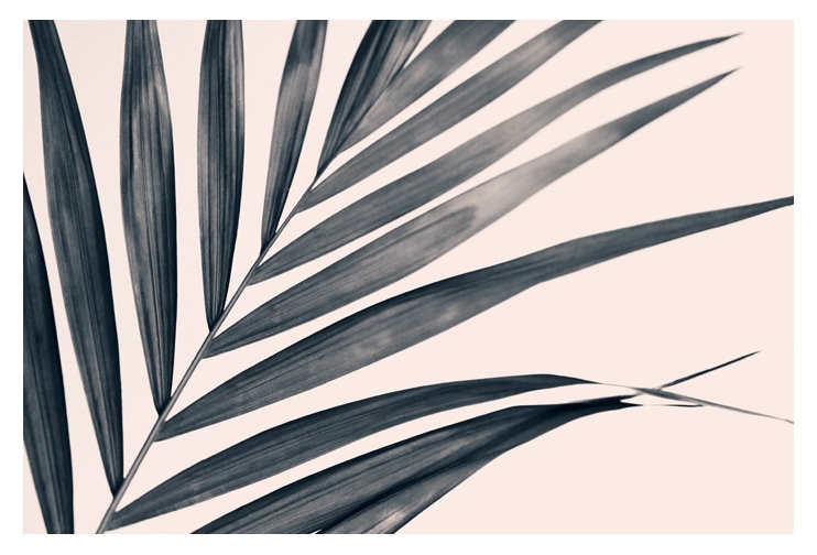 Palm Tree Print Minimal Art Minimalist Photograph Tropical - Etsy