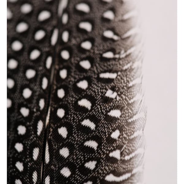 Feather Print - Etsy