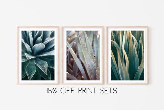Agave Print Set Nature Photograph Succulent Photograph - Etsy