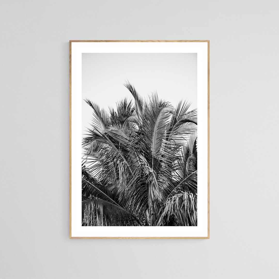 Black and White Palm Tree Print, No 13, Palm Tree Photo, Palm Tree Art ...