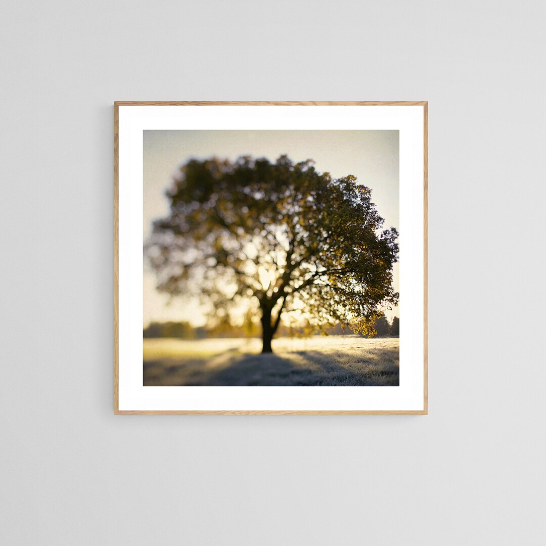 Nature Photography, Tree Photograph, Autumn Art, Michigan Fine Art ...