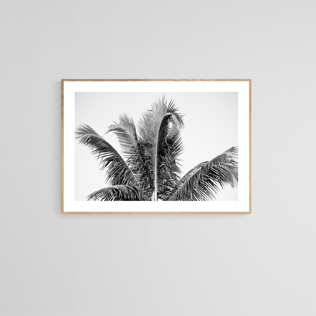 Black and White Palm Tree Print, No 18, Palm Tree Photo, Palm Tree Art ...