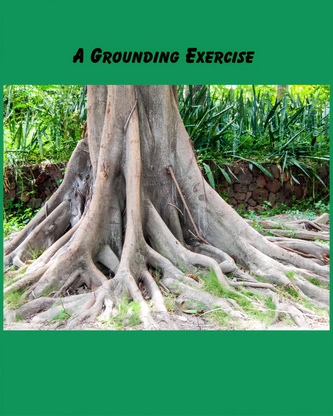 Mindfulness Tree Trunk Photo Exercise Rooted in Serenity, Meditation ...