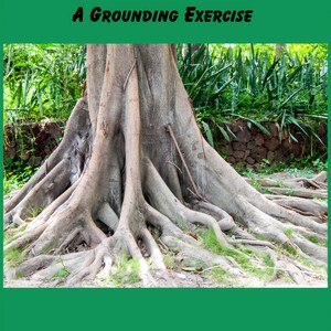 Mindfulness Tree Trunk Photo Exercise Rooted in Serenity, Meditation ...