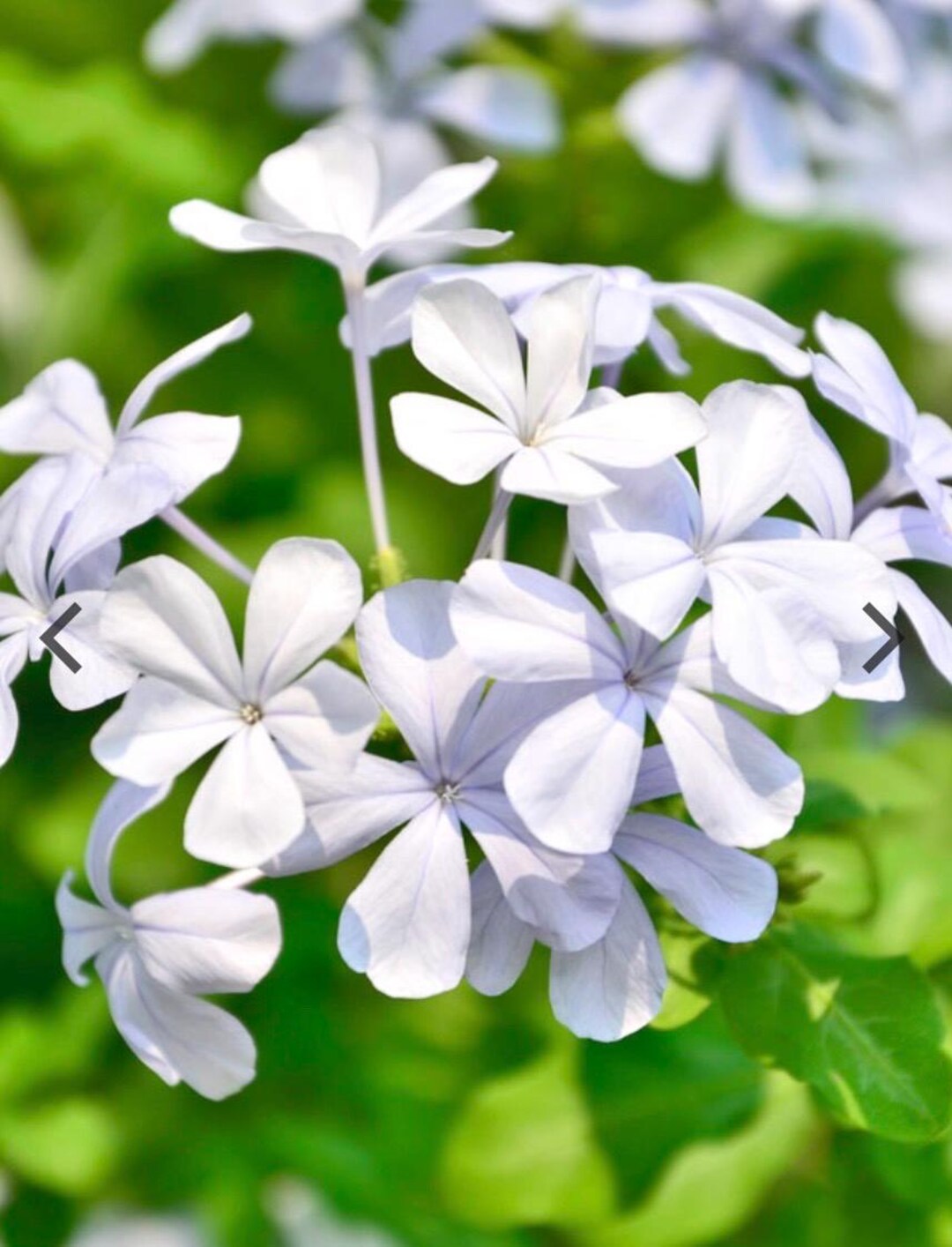 White Plumbago Plant Liner: Queen of Blue Flowers. 2 for 16 Rooted ...
