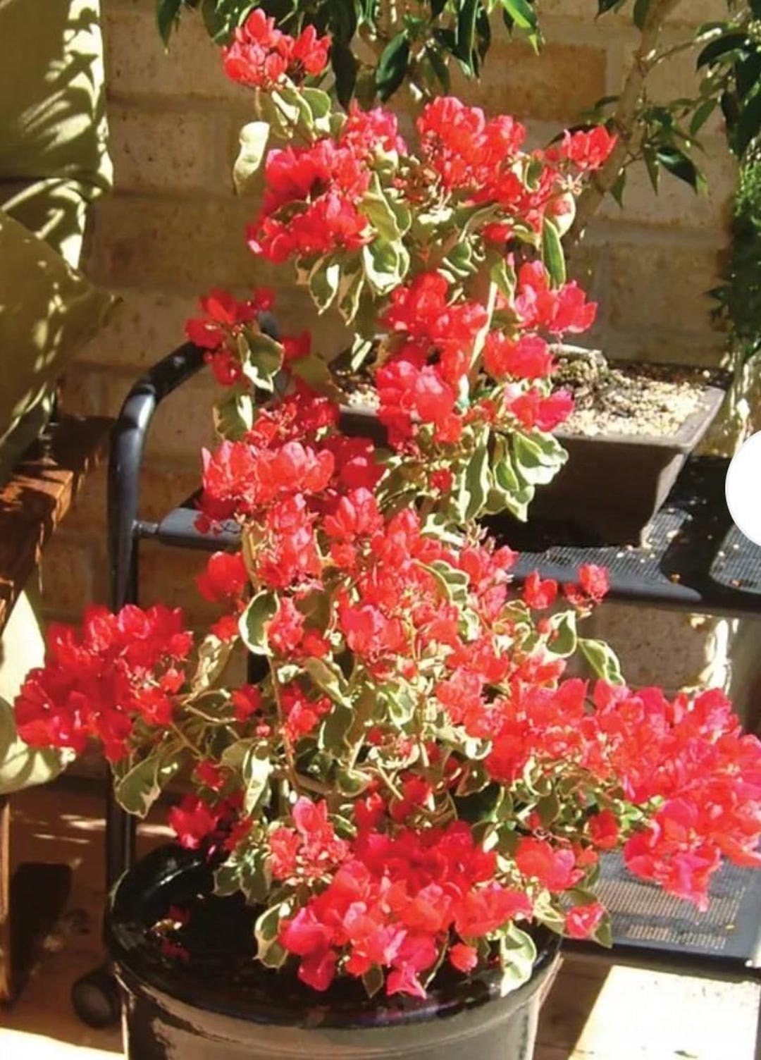 Variegated Orange Bougainvillea PW Proven Winner Licensed Plant Liner ...