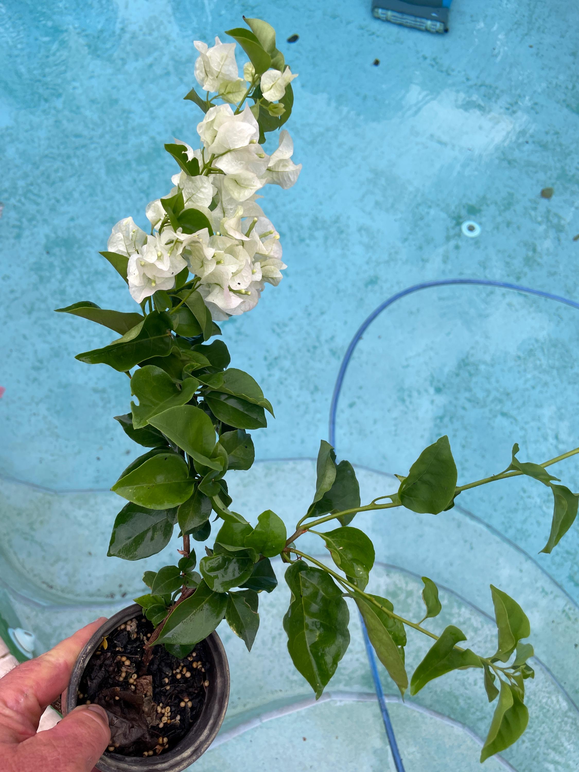 Bougainvillea Brazilian Waterfall White . This is the Only One That’s ...