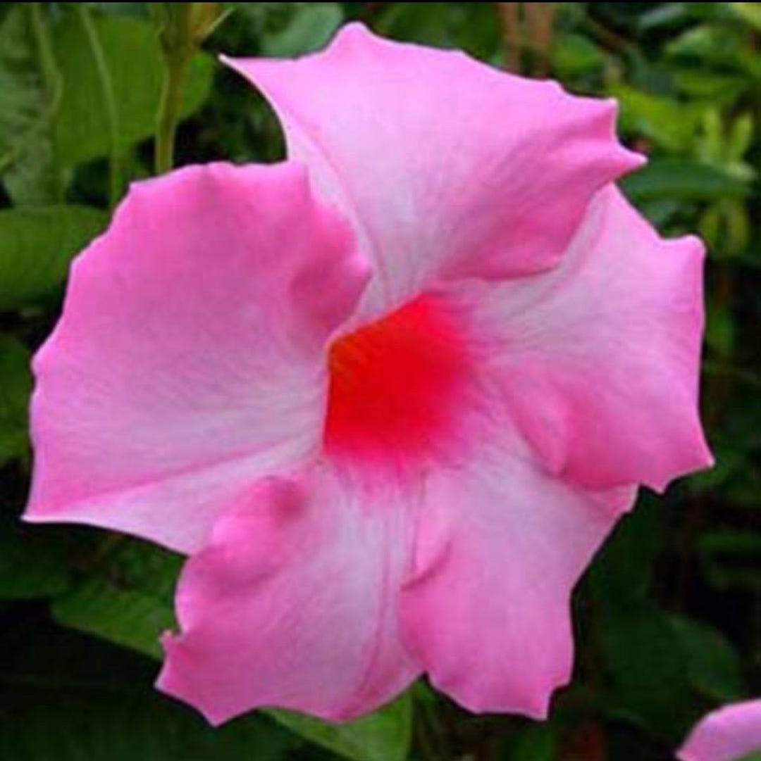 Mandevilla 2 for 20- Alice Dupont Liner/ Plug - Etsy