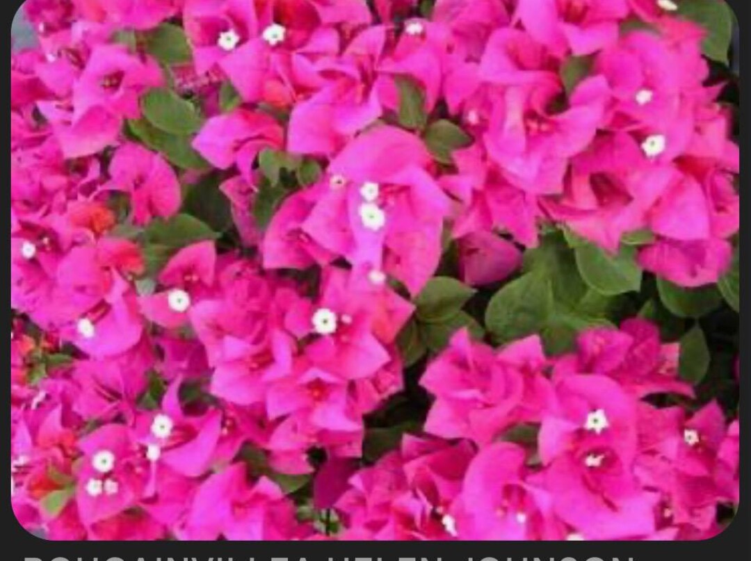Bougainvillea Dwarf Helen Johnson - Less Thorns . 4” Starter Plant ...
