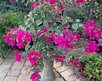 Raspberry Ice Bougainvillea Variegated Red.. This is a Very Tough Plant ...