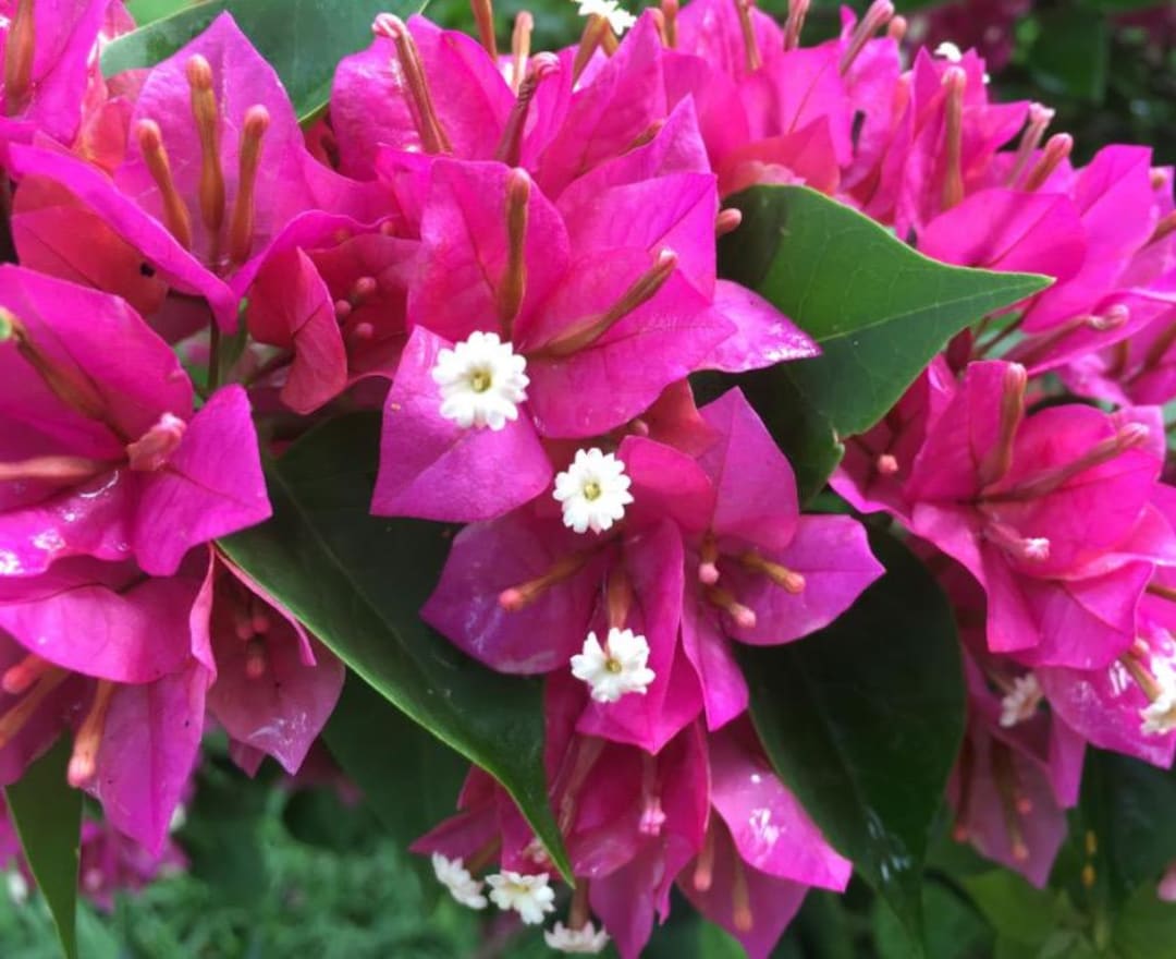 Bougainvillea Pink Pixie- Hawaiin Torch/ Pixie. Liner- Rooted Cutting ...