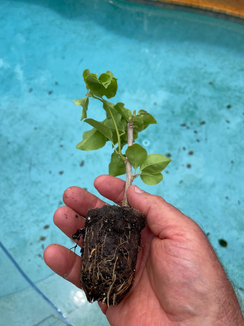 Bougainvillea Gold Liner - Mature Rooted Cutting - Etsy