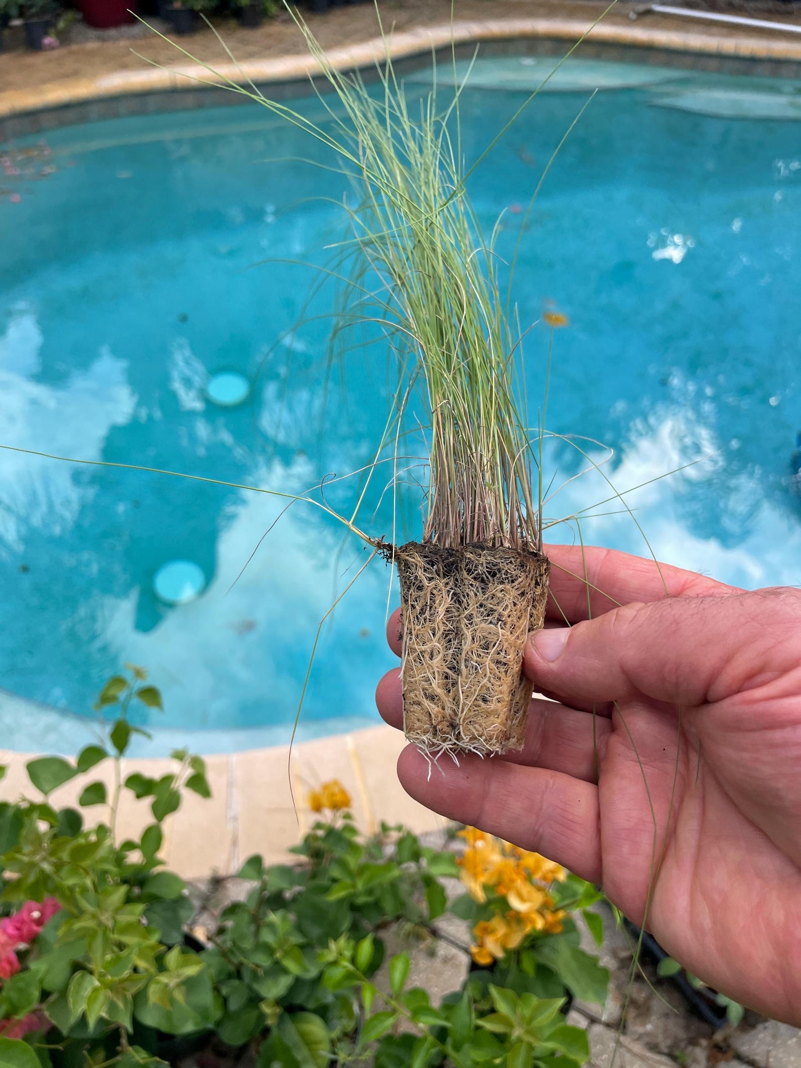 Muhly Grass Multi Plugs/liners 3 Pack. Full. Why Buy Seed? - Etsy